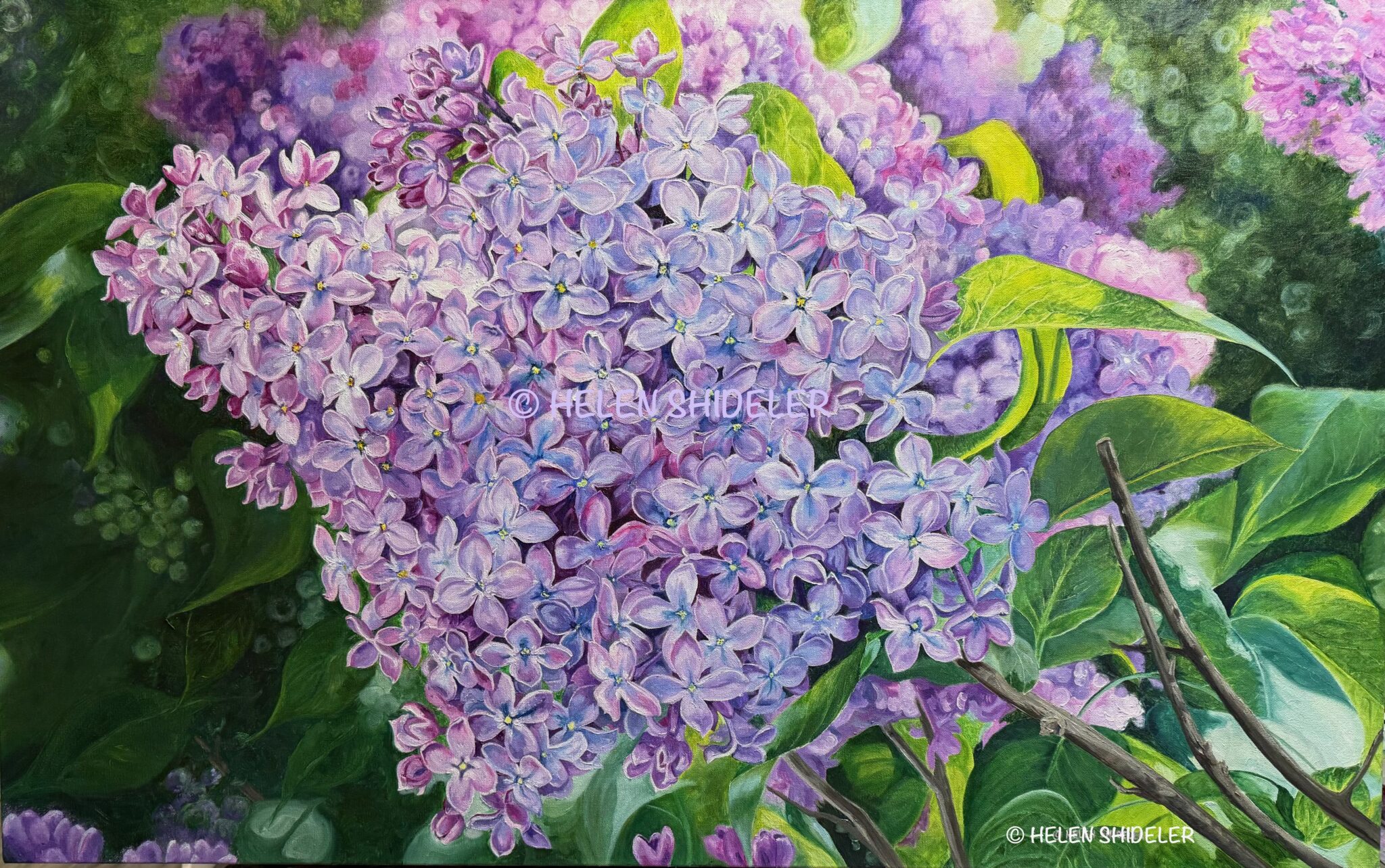 Helen Shideler - Fine Art Studios