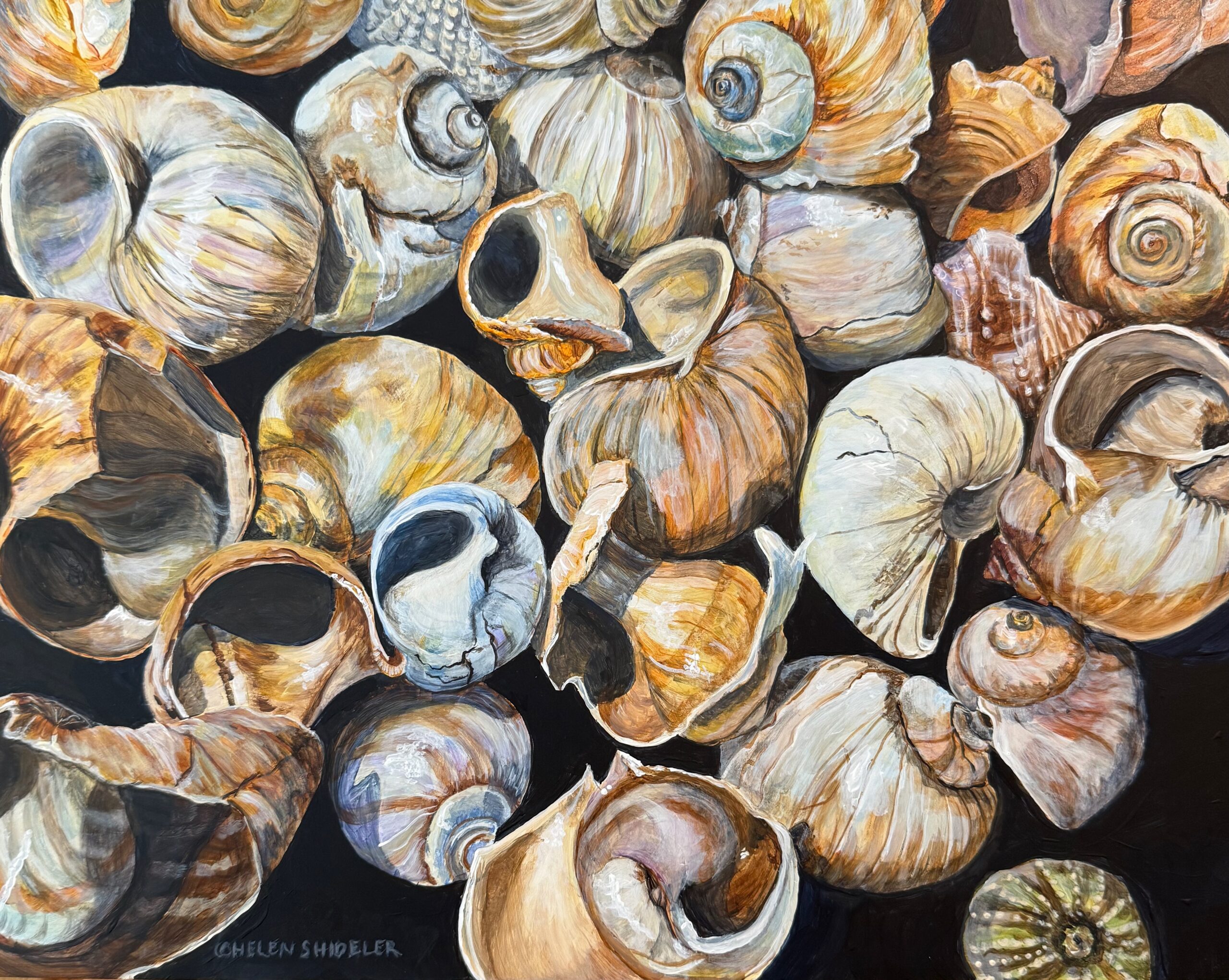 Sea Shells at the Sea Shore - Helen Shideler